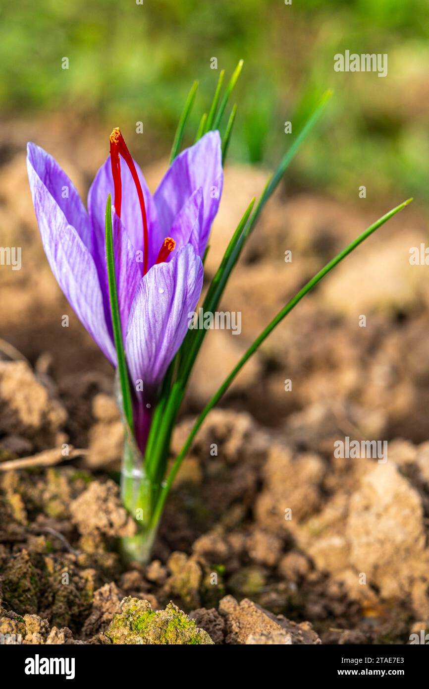 Gram flower hi-res stock photography and images - Alamy