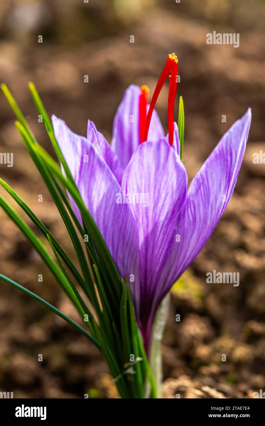 France, Somme (80), Saint-Riquier, Saffron harvest at Fabrice Houdant's ...