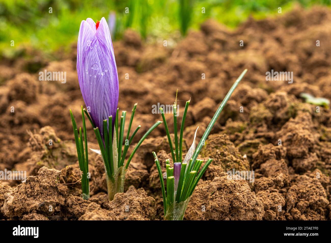Prized bulbs hi-res stock photography and images - Alamy