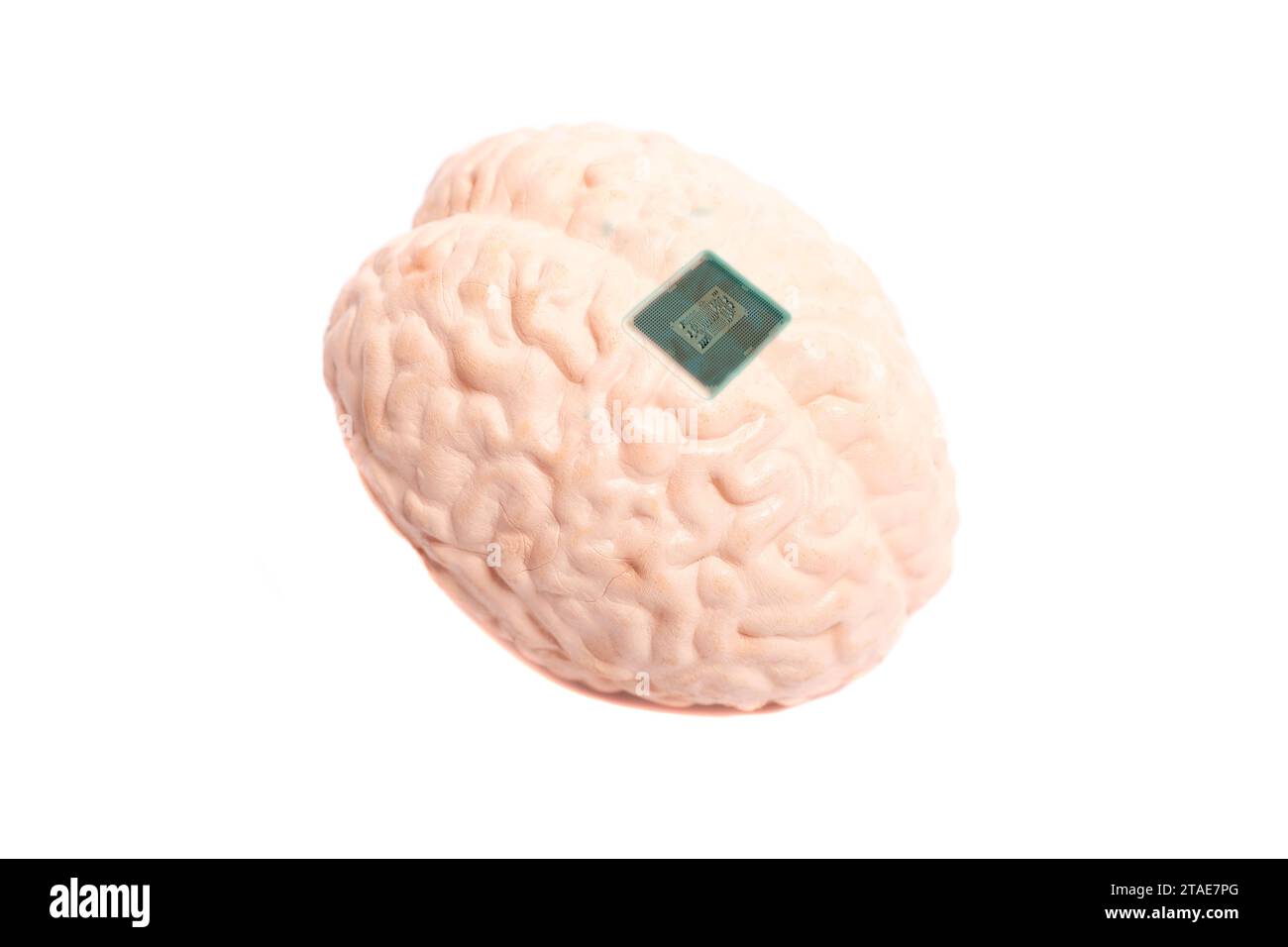 Human brain anatomical model with CPU processor microchip Stock Photo - Alamy