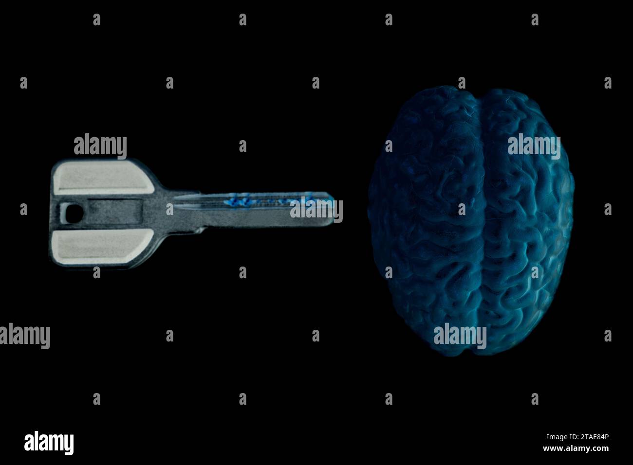 Human brain anatomical model with key Stock Photo - Alamy