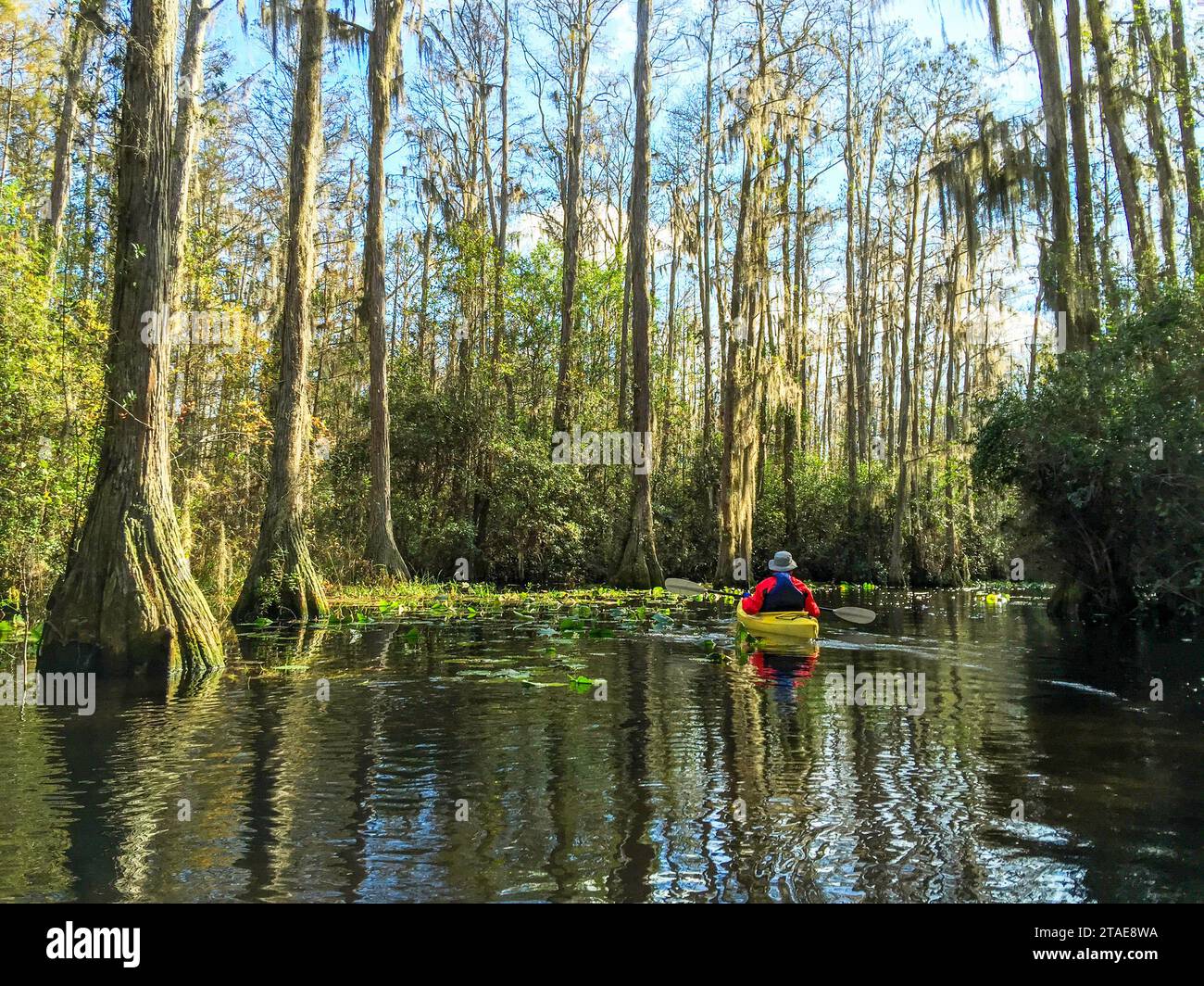 An active senior kayaking in Okefenokee National Wildlife Refuge, North ...