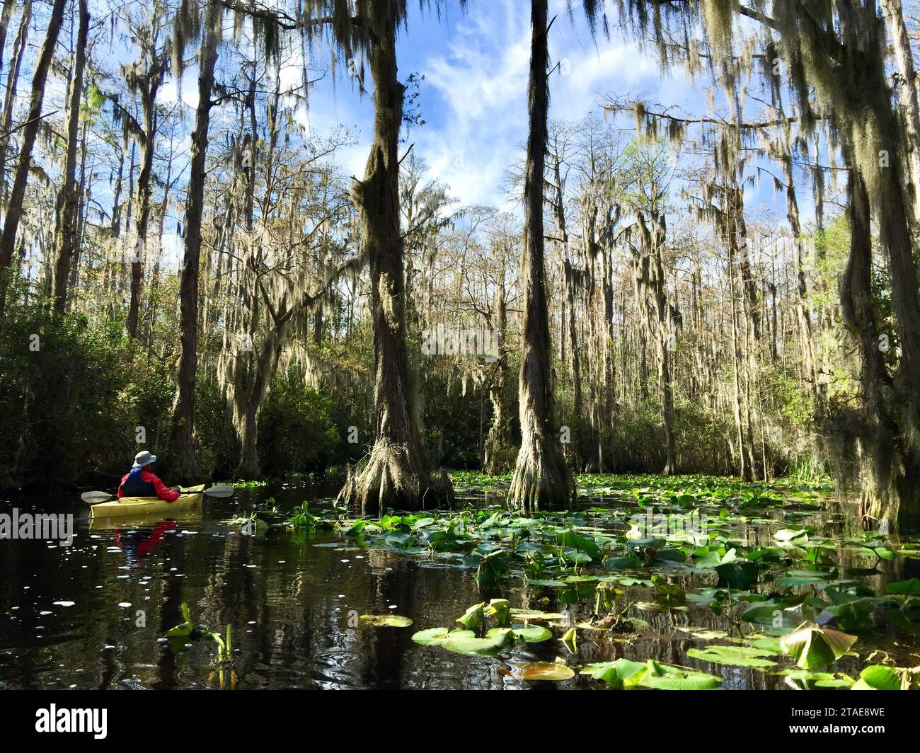 An active senior kayaking in Okefenokee National Wildlife Refuge, North ...