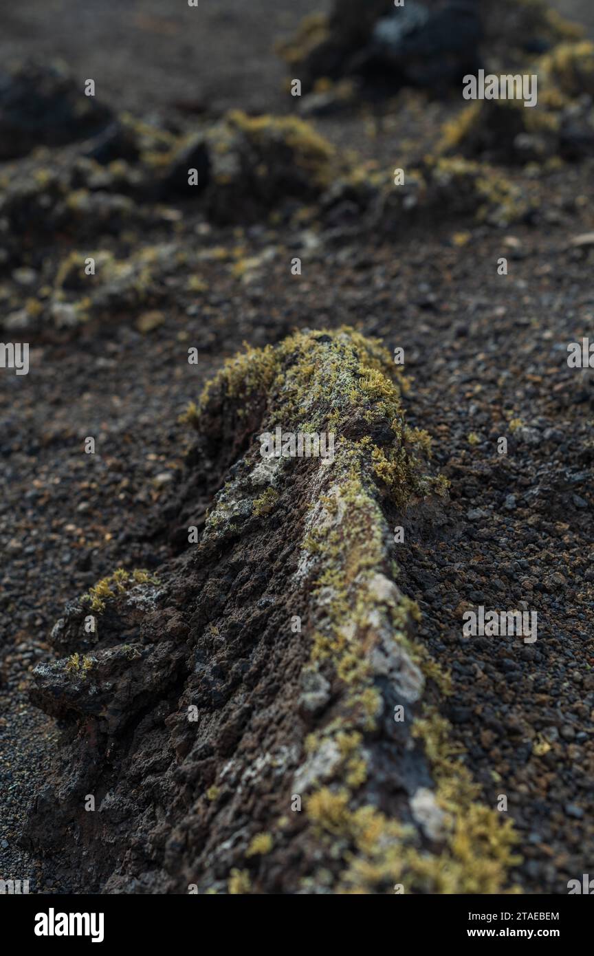 Volcan del Cuervo (Crow volcano) a crater explored by a loop trail in a ...