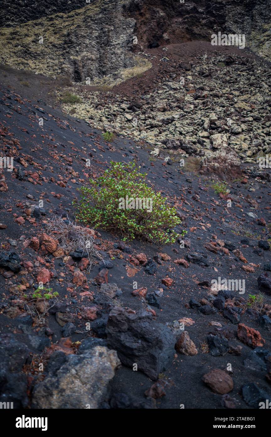 Volcan del Cuervo (Crow volcano) a crater explored by a loop trail in a ...
