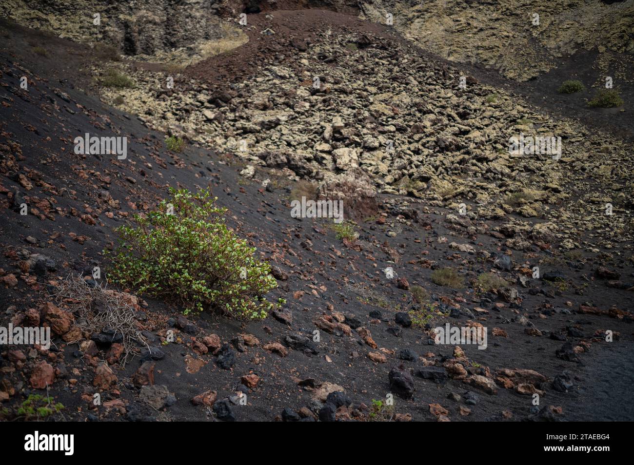 Volcan del Cuervo (Crow volcano) a crater explored by a loop trail in a ...