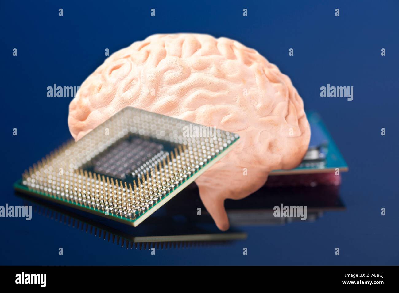 Left and right cerebral hemispheres hi-res stock photography and images - Alamy