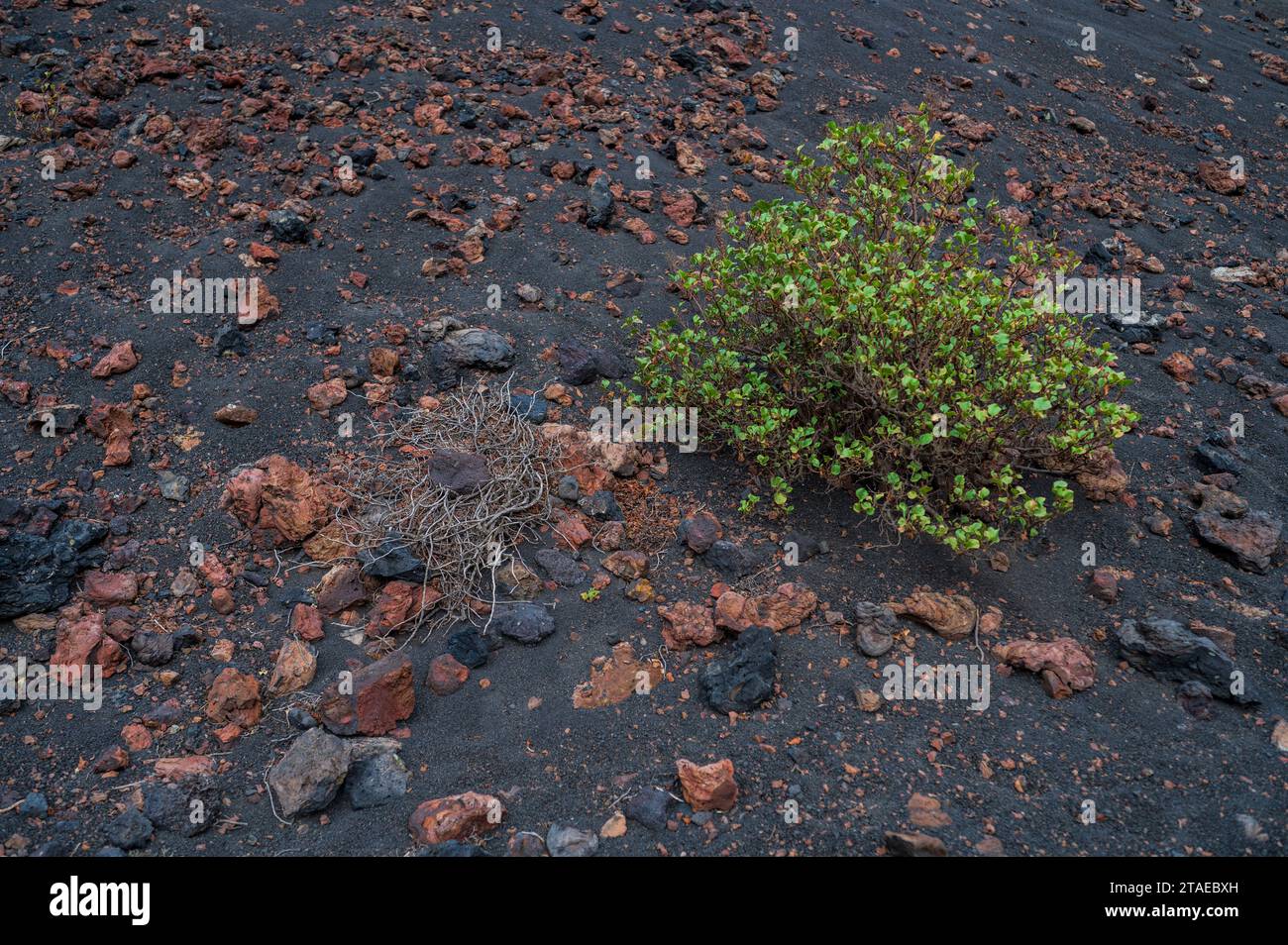 Volcan del Cuervo (Crow volcano) a crater explored by a loop trail in a ...
