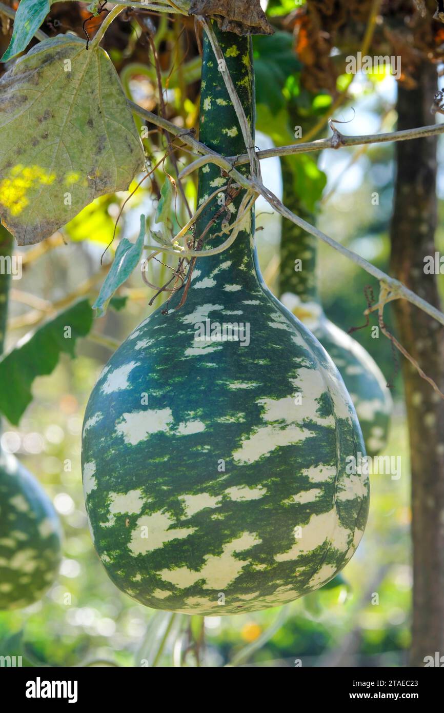 Ladle gourd hi-res stock photography and images - Alamy