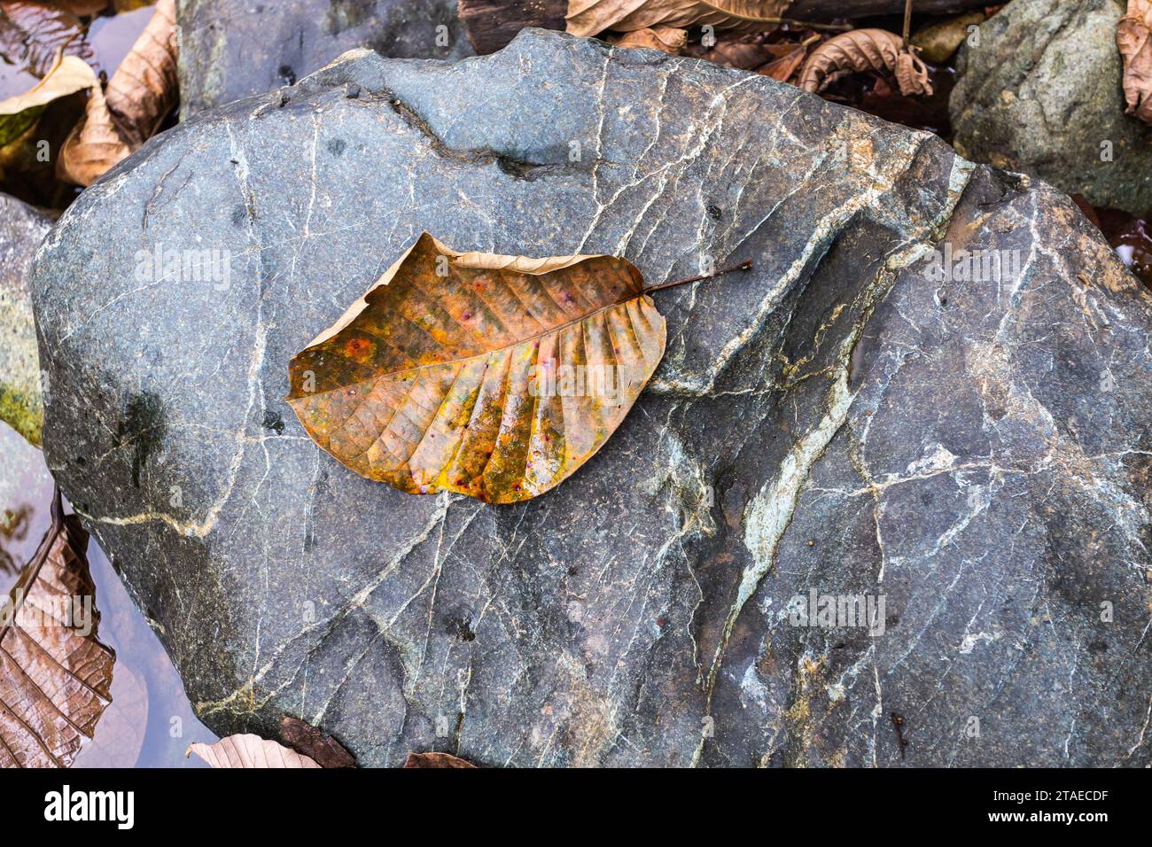 Andean choco river, a lot of green jungle, pure water and round rocks ...