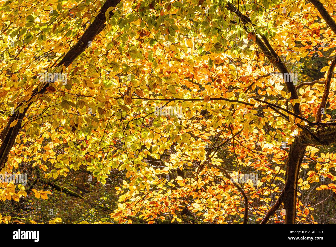 Autumn colours in the Royal Forest of Dean - A beech tree at Cannop ...