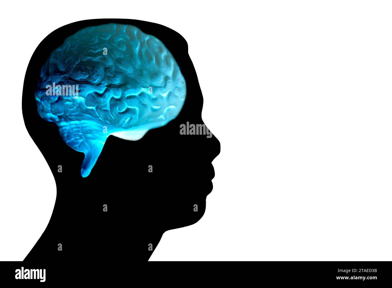 Medical acupuncture model of human with brain anatomical model Stock ...