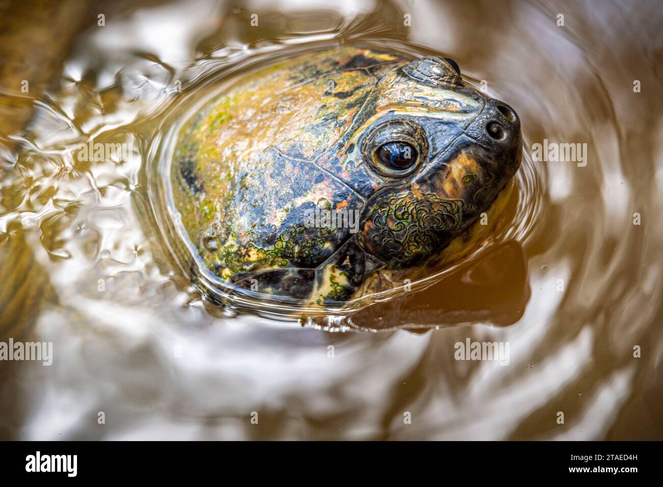 (podocnemis expansa), hi-res stock photography and images - Alamy