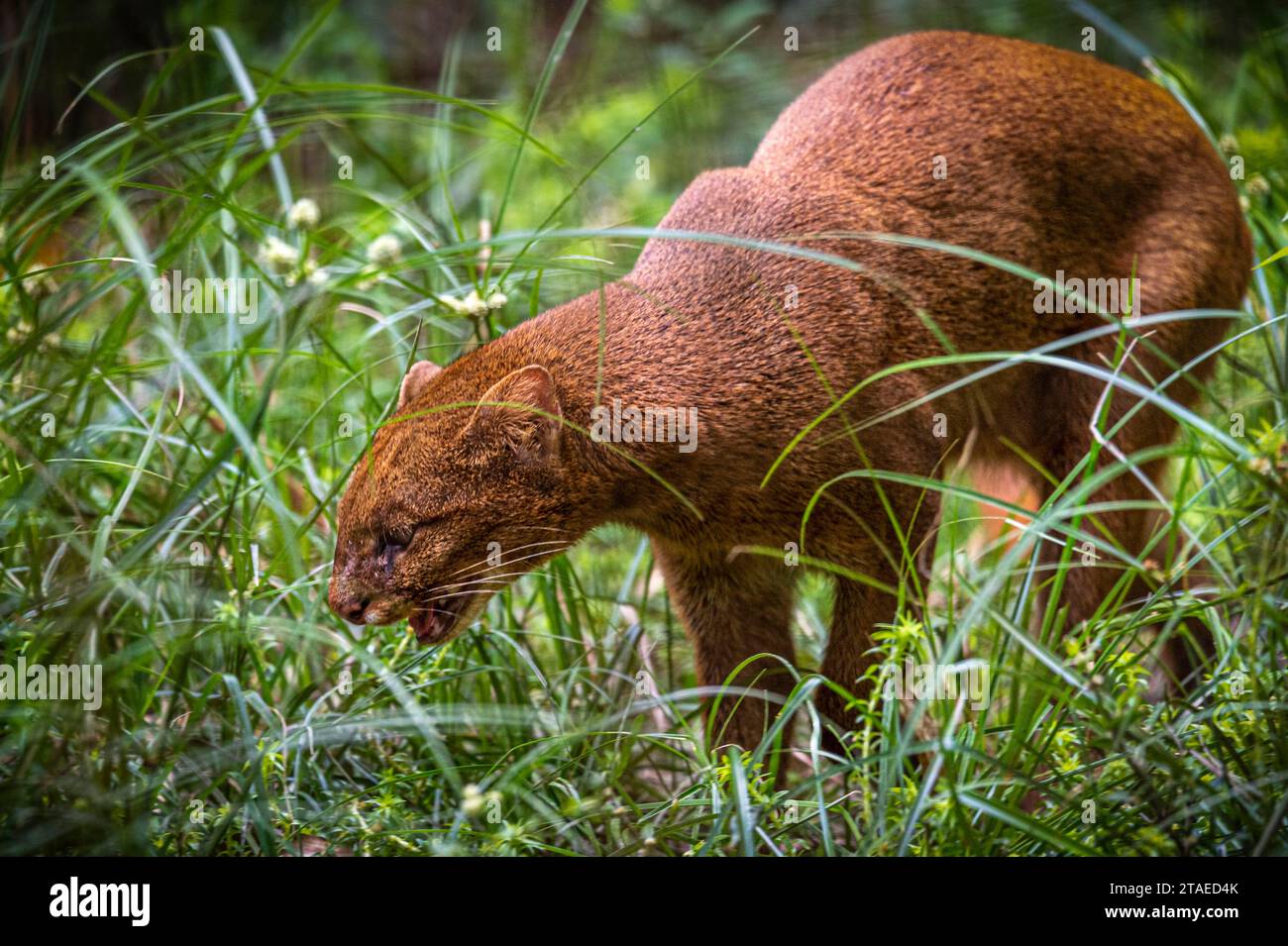 Jaguarondi herpailurus yagouaroundi hi-res stock photography and images ...