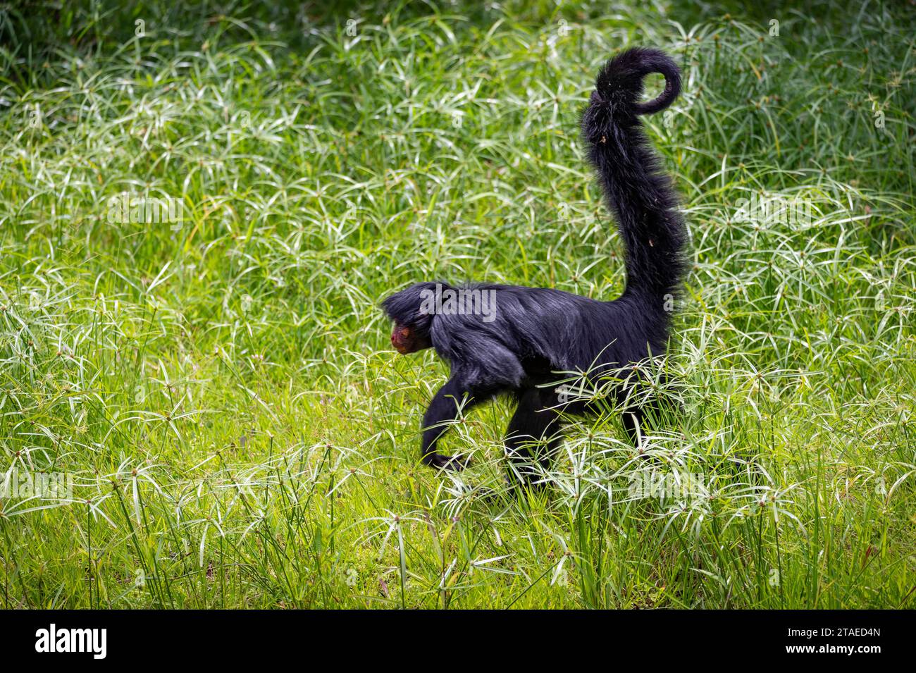 France, French Guiana, Black spider monkey (Ateles paniscus Stock Photo ...