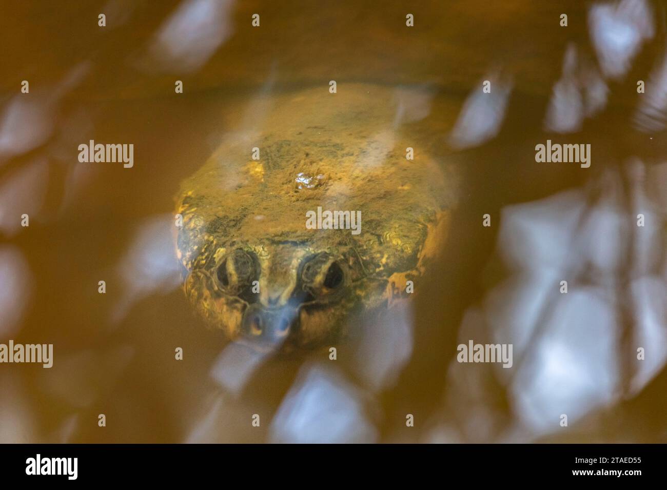 (podocnemis expansa), hi-res stock photography and images - Alamy