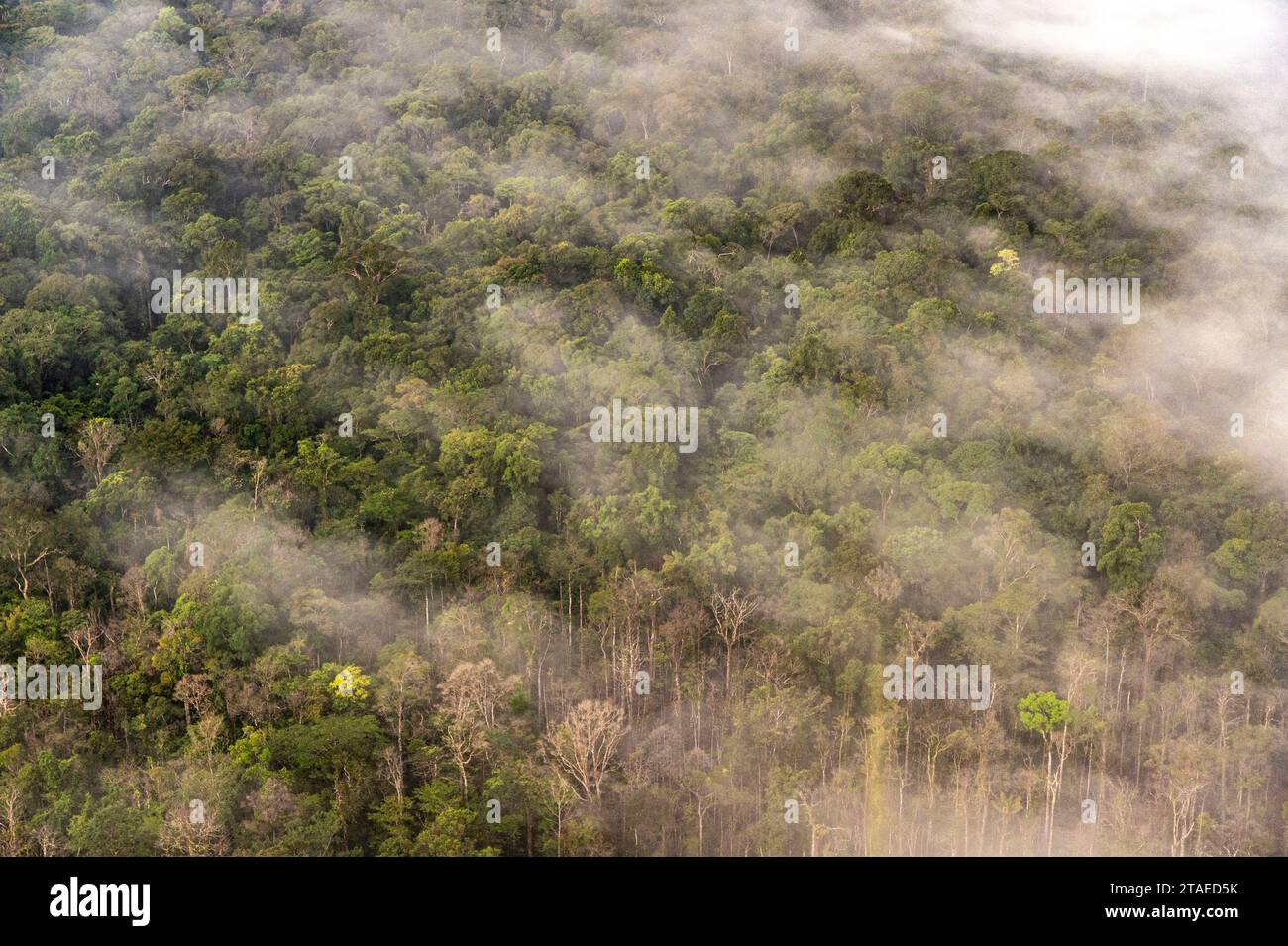 France, French Guiana, Saint-Laurent-du-Maroni, Sunrise over the Amazon ...