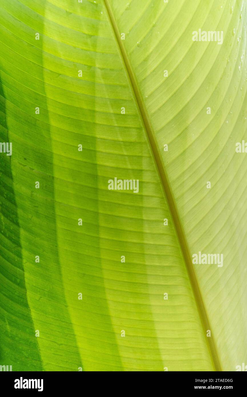 France, French Guiana, Rémire-Montjoly, Balisier bihai (Heliconia bihai ...