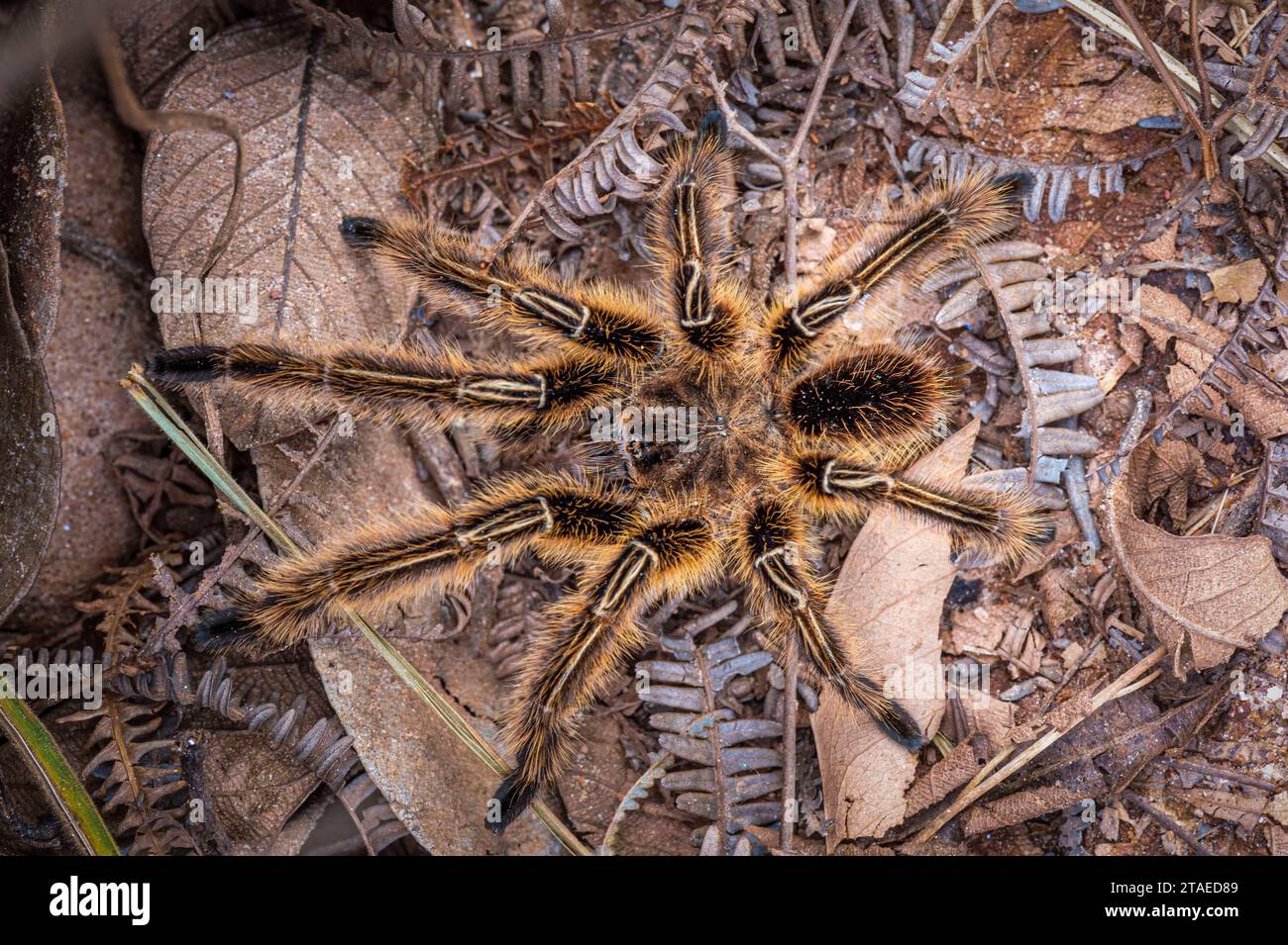 Spider falls hi-res stock photography and images - Alamy