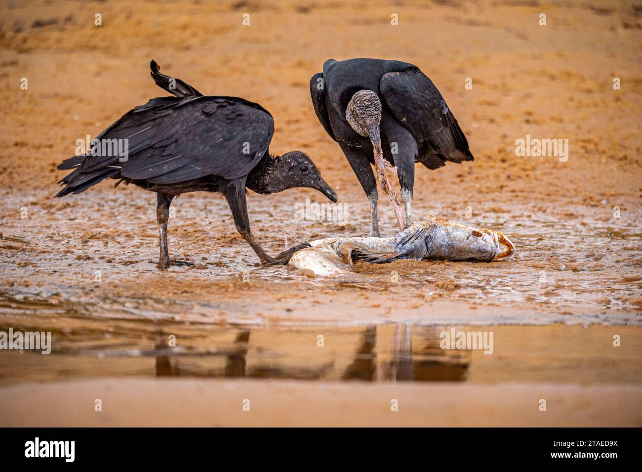 France, French Guiana, Rémire-Montjoly, Gosselin beach, black vultures ...