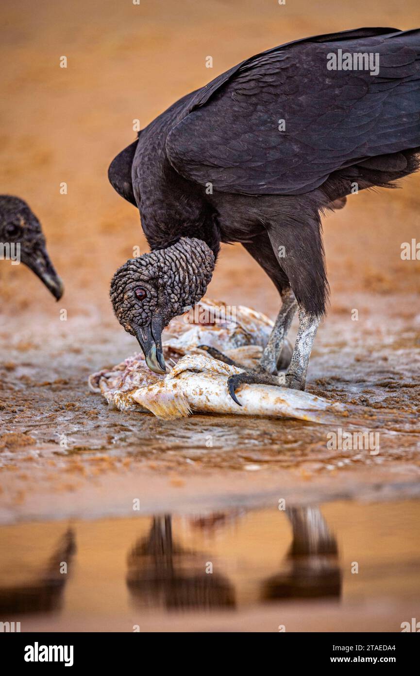 France, French Guiana, Rémire-Montjoly, Gosselin beach, black vulture ...