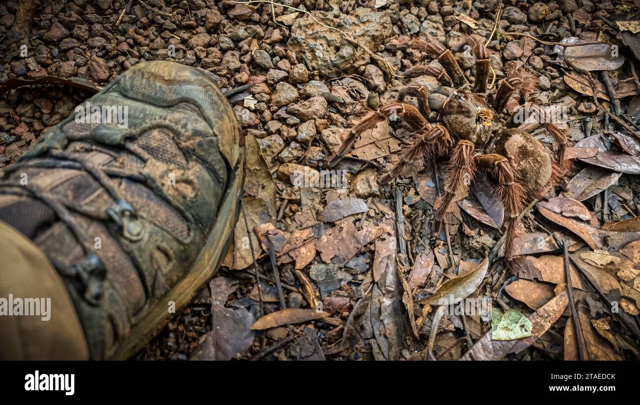 France, French Guiana, Roura, Goliath spider or Leblond's mygale ...