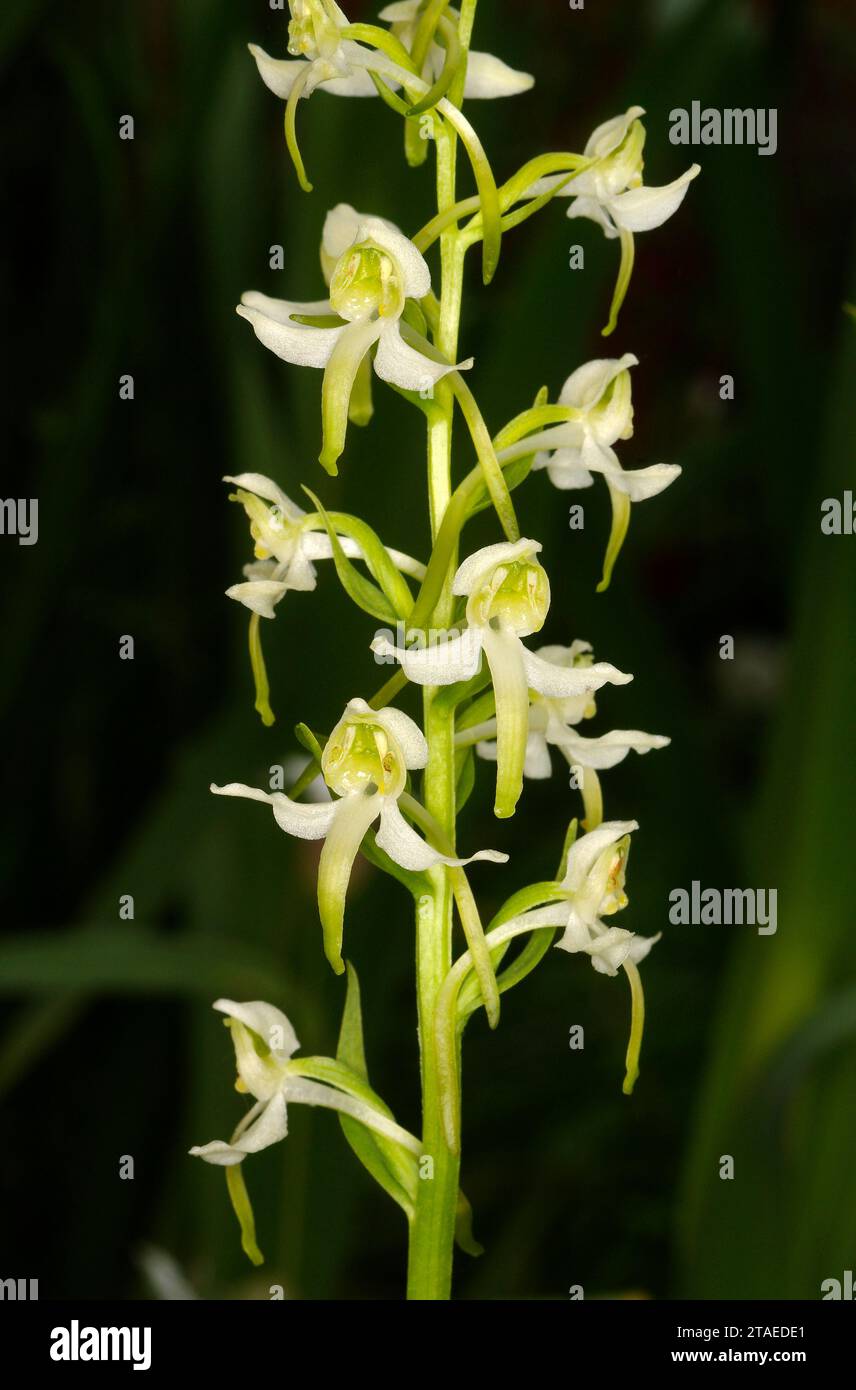 Platanthera chlorantha 'Greater Butterfly-orchid' Stock Photo - Alamy