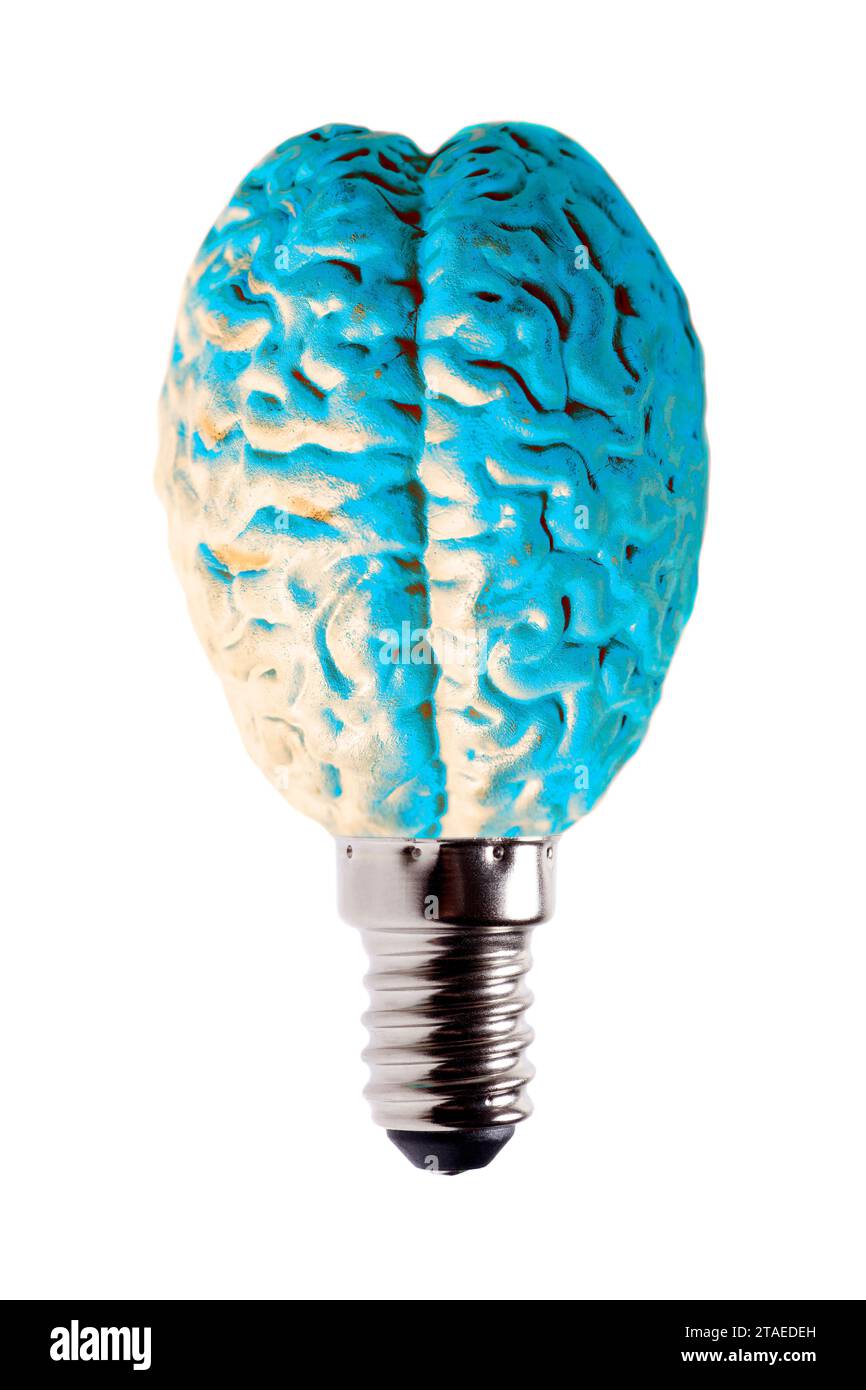Human brain model in Cut Out Stock Images & Pictures - Alamy