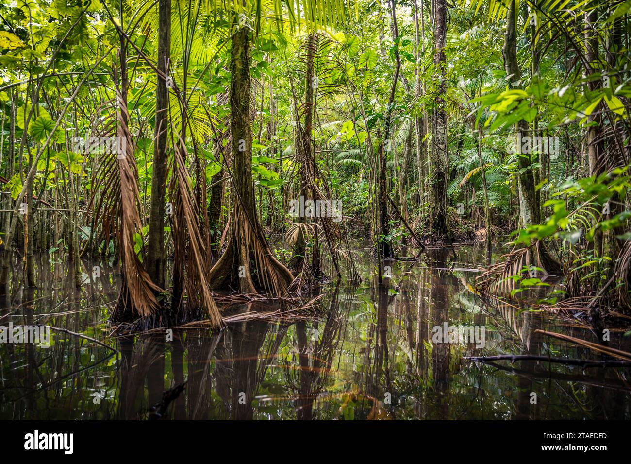 Montjoly hi-res stock photography and images - Alamy