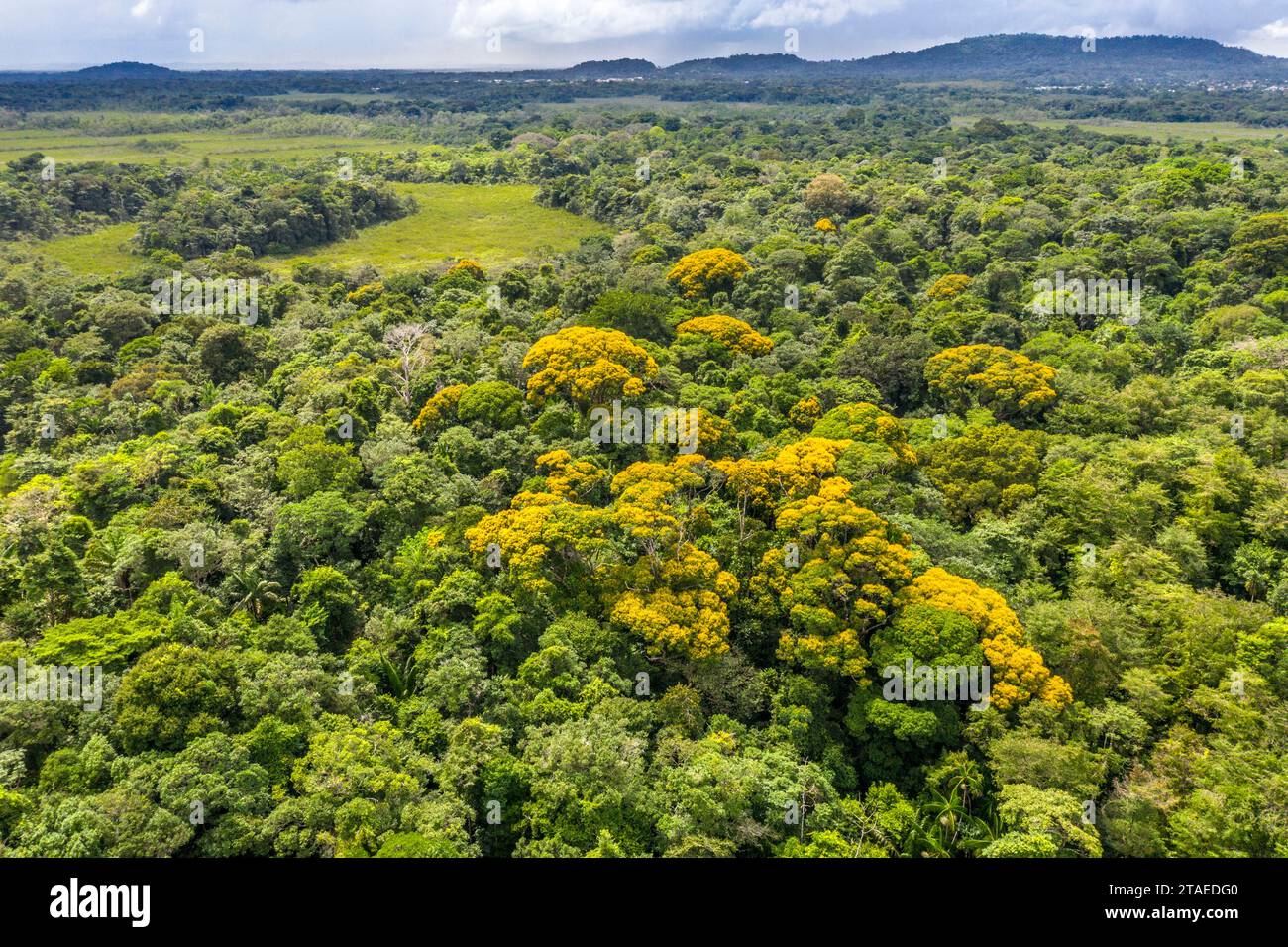 France, French Guiana, Rémire-Montjoly, Sentier de l'habitation Vidal ...