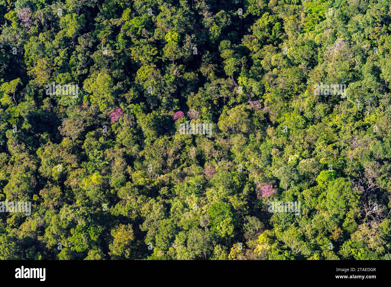 France, French Guiana, Aerial view of the Amazonian rainforest (aerial ...