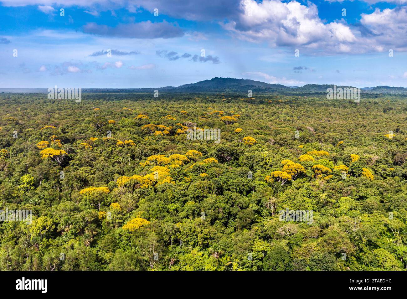 France, French Guiana, Aerial view of the Amazon rainforest, green ...
