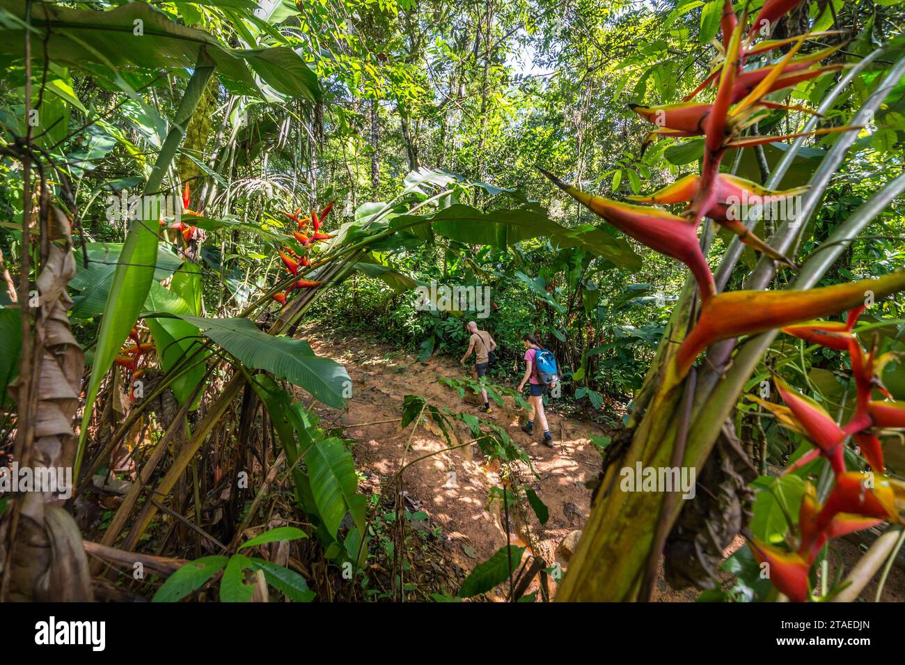 France, French Guiana, Rémire-Montjoly, Hikers on the Rorota trail ...