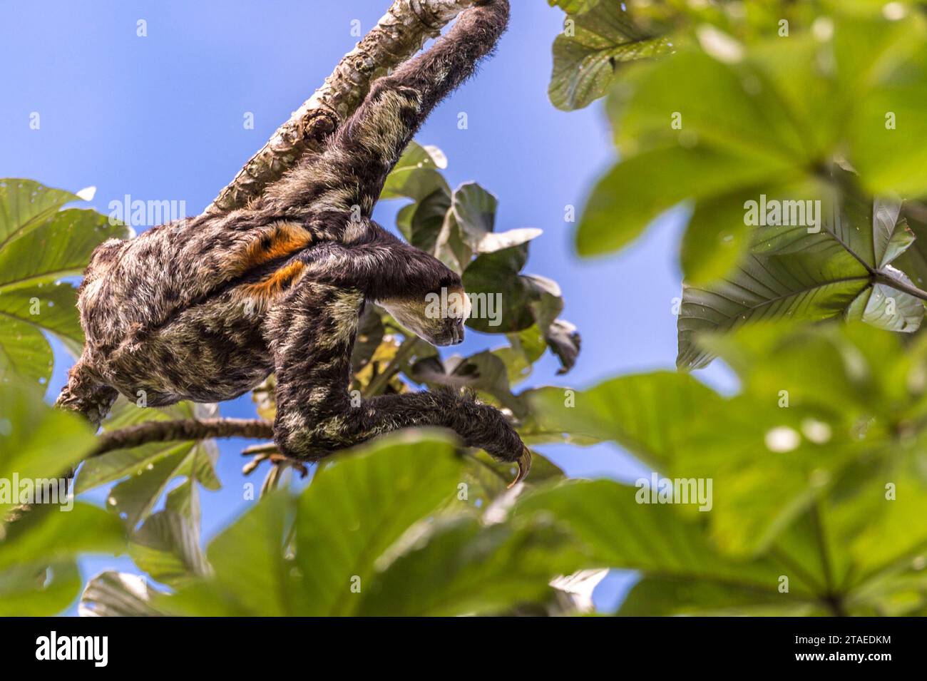 France, French Guiana, Rémire-Montjoly, Sentier du Rorota, Three-toed ...
