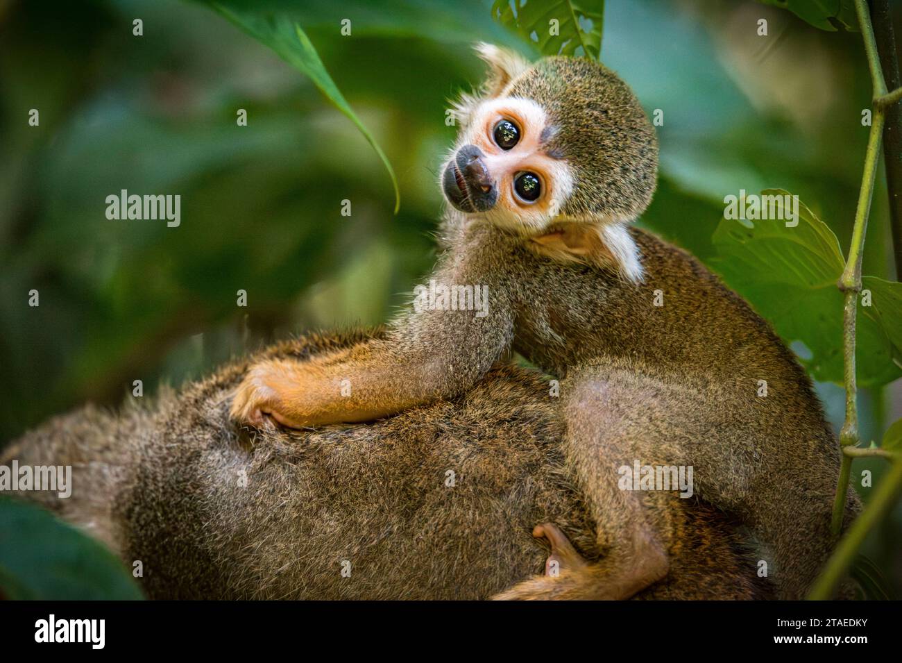 France, French Guiana, Rémire-Montjoly, Sentier du Rorota, Female ...