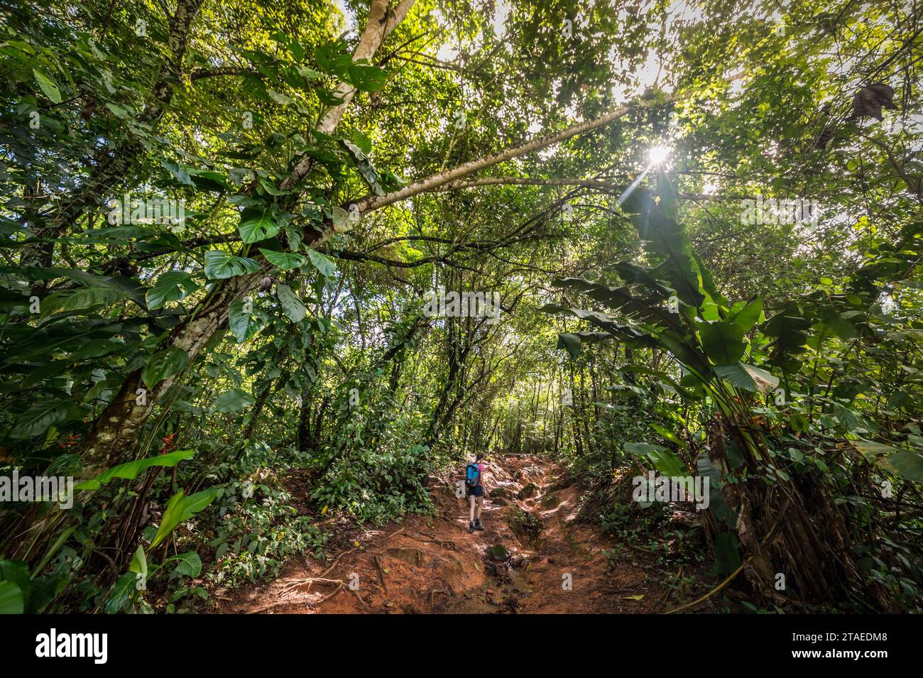 France, French Guiana, Rémire-Montjoly, Hikers on the Rorota trail ...