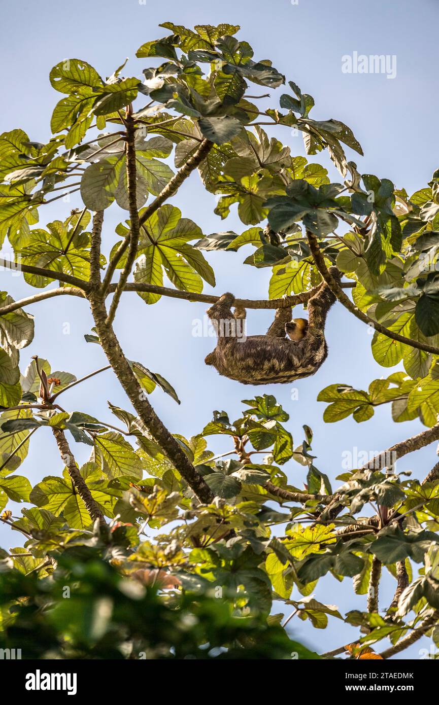 France, French Guiana, Rémire-Montjoly, Sentier du Rorota, Three-toed ...