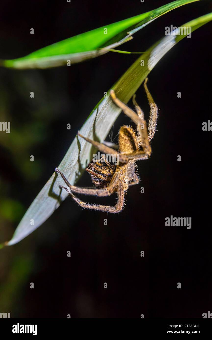 Phoneutria and nigriventer hi-res stock photography and images - Alamy