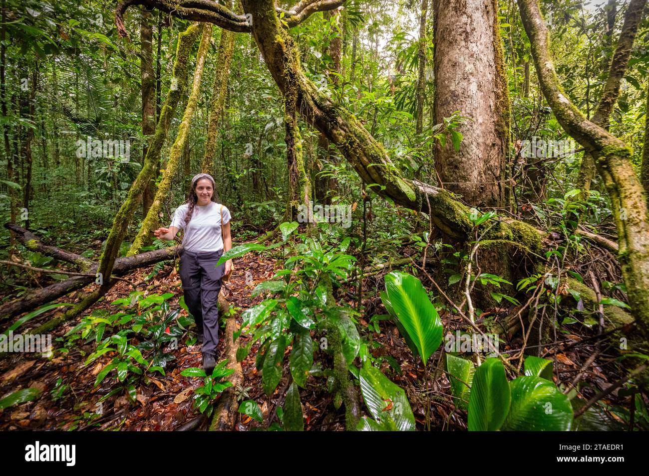 France, French Guiana, Saint-Georges, hike in the Régina national ...