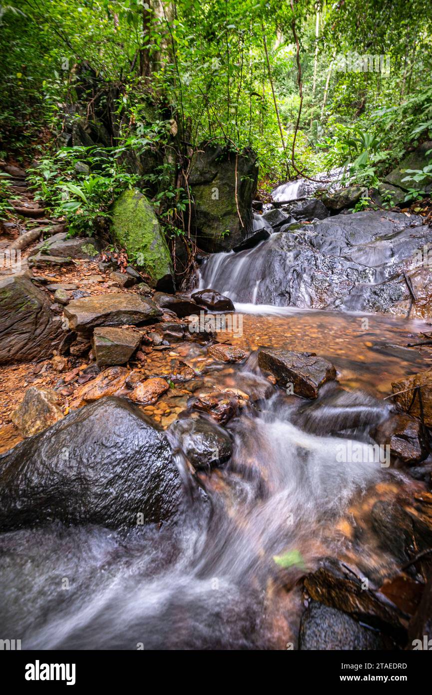 France, Guiana, Matoury, Mont Grand Matoury Nature Reserve, hiking on ...