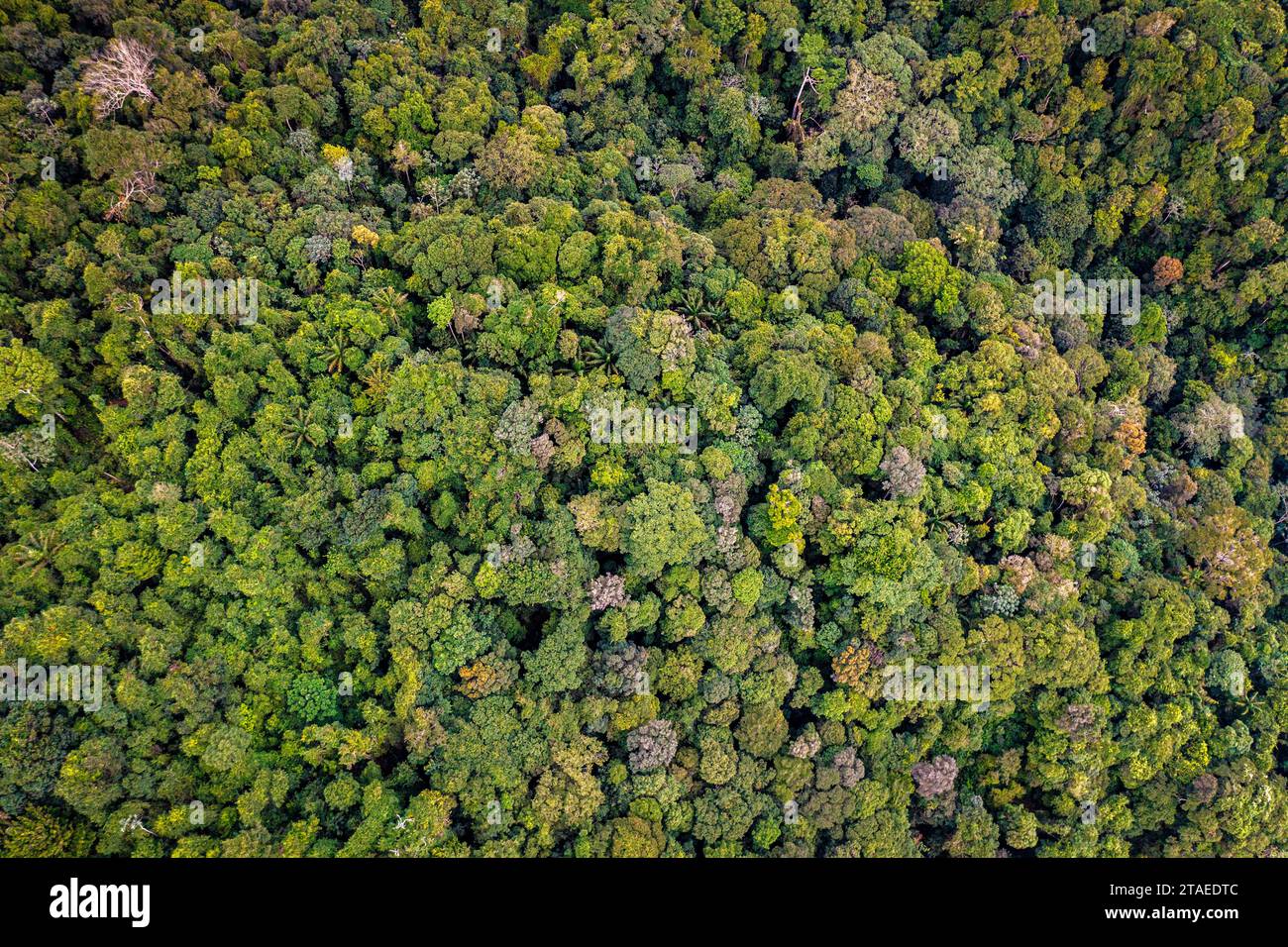 France, Guiana, Matoury, Mont Grand Matoury Nature Reserve, hiking on ...