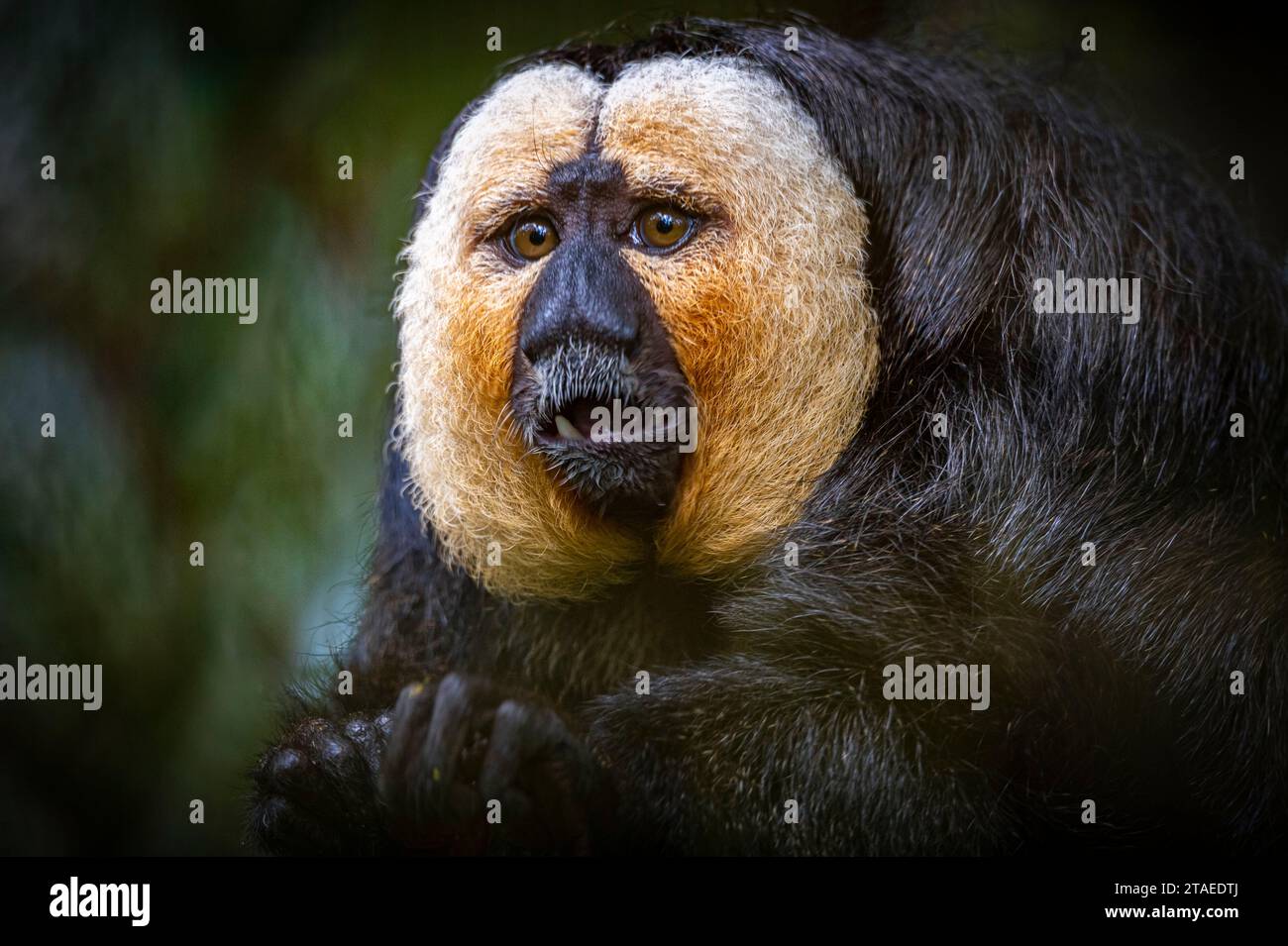 France, French Guiana, Pale-headed Saki or White-faced Saki or Pale ...
