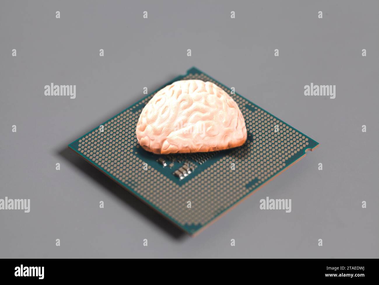 Human brain anatomical model with CPU processor microchip on gray ...