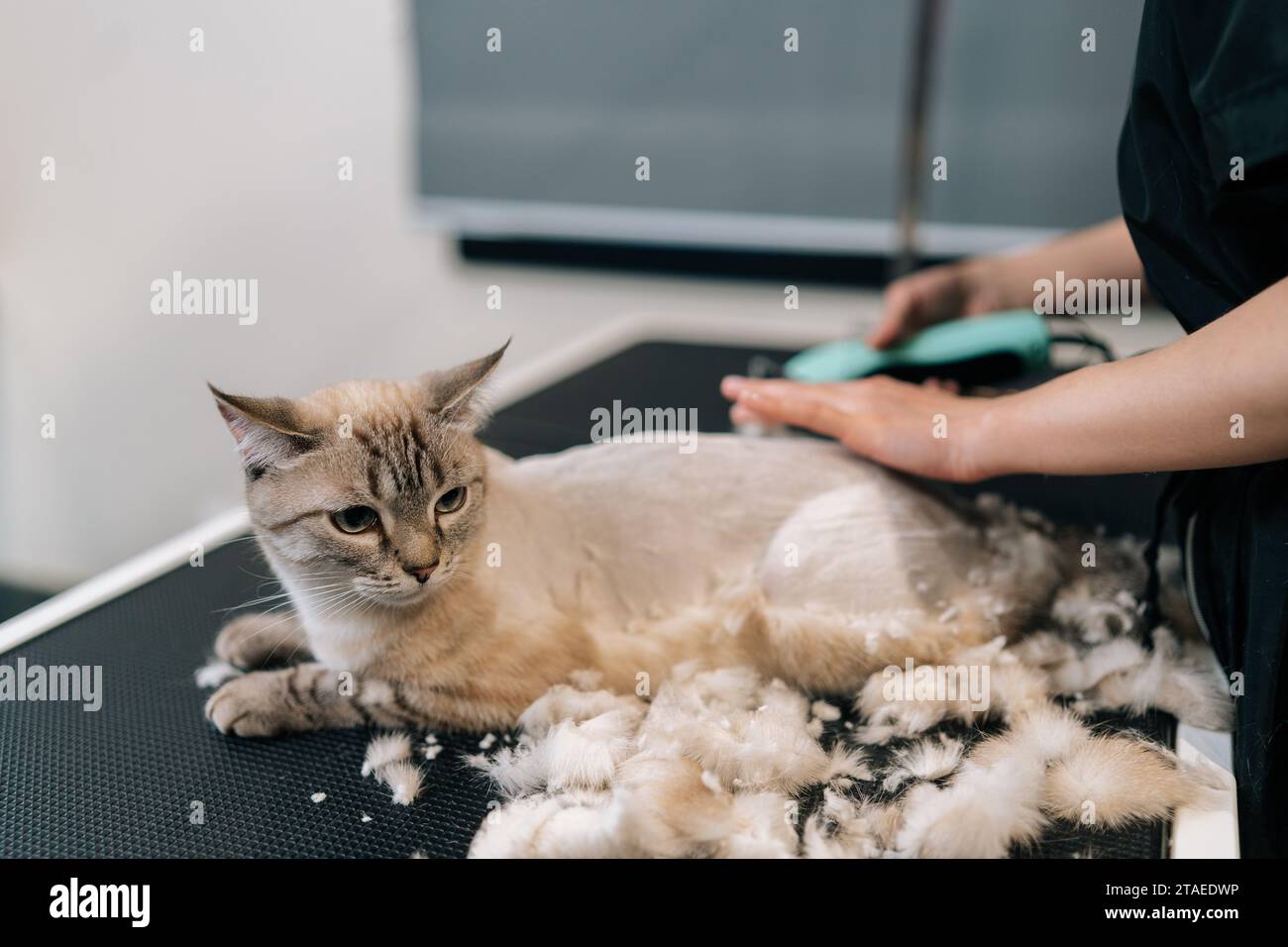 Front view of unrecognizable professional hairdresser conducts grooming ...