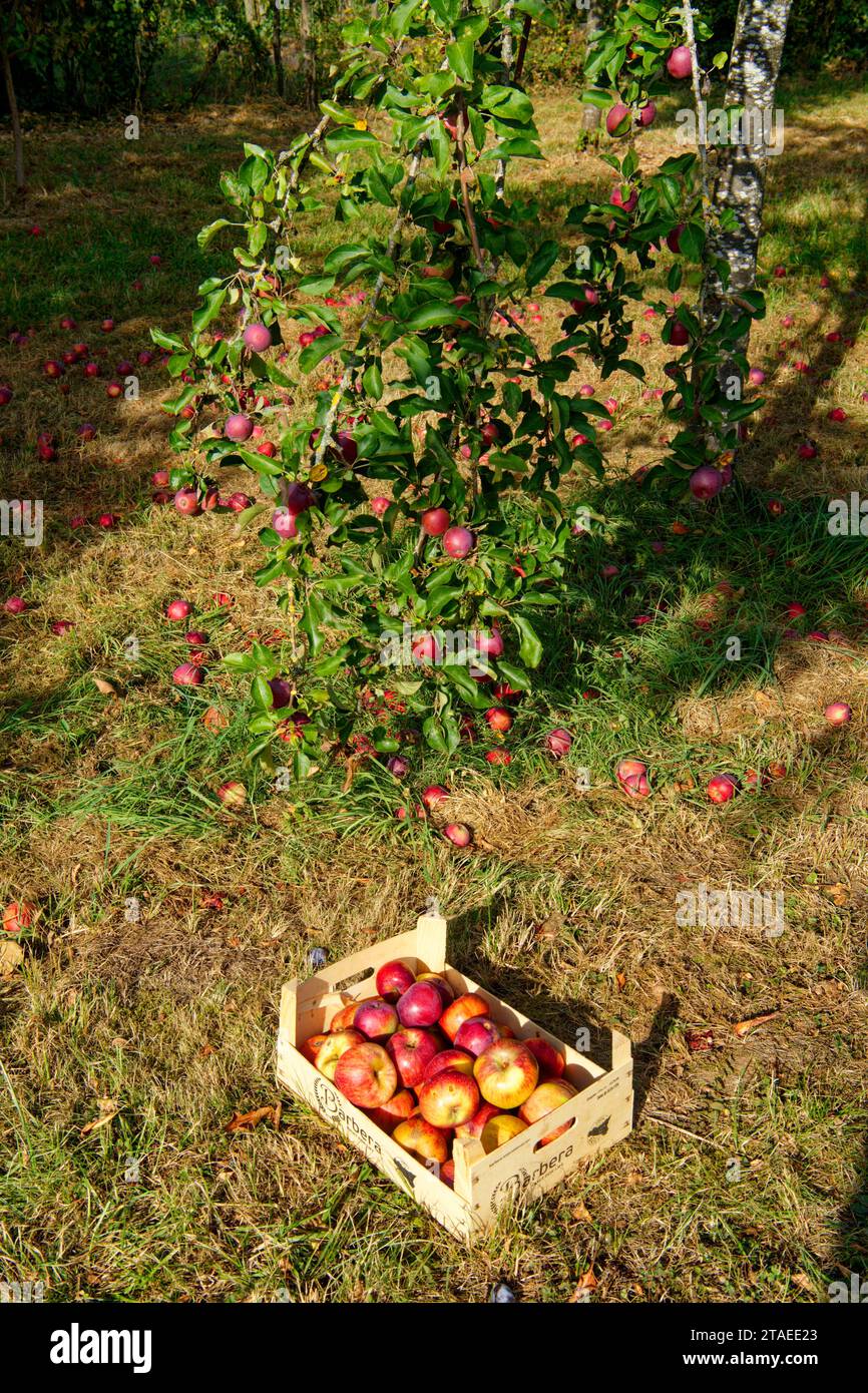 France, Bas Rhin, the Ried, Muttersholtz, French capital of ...