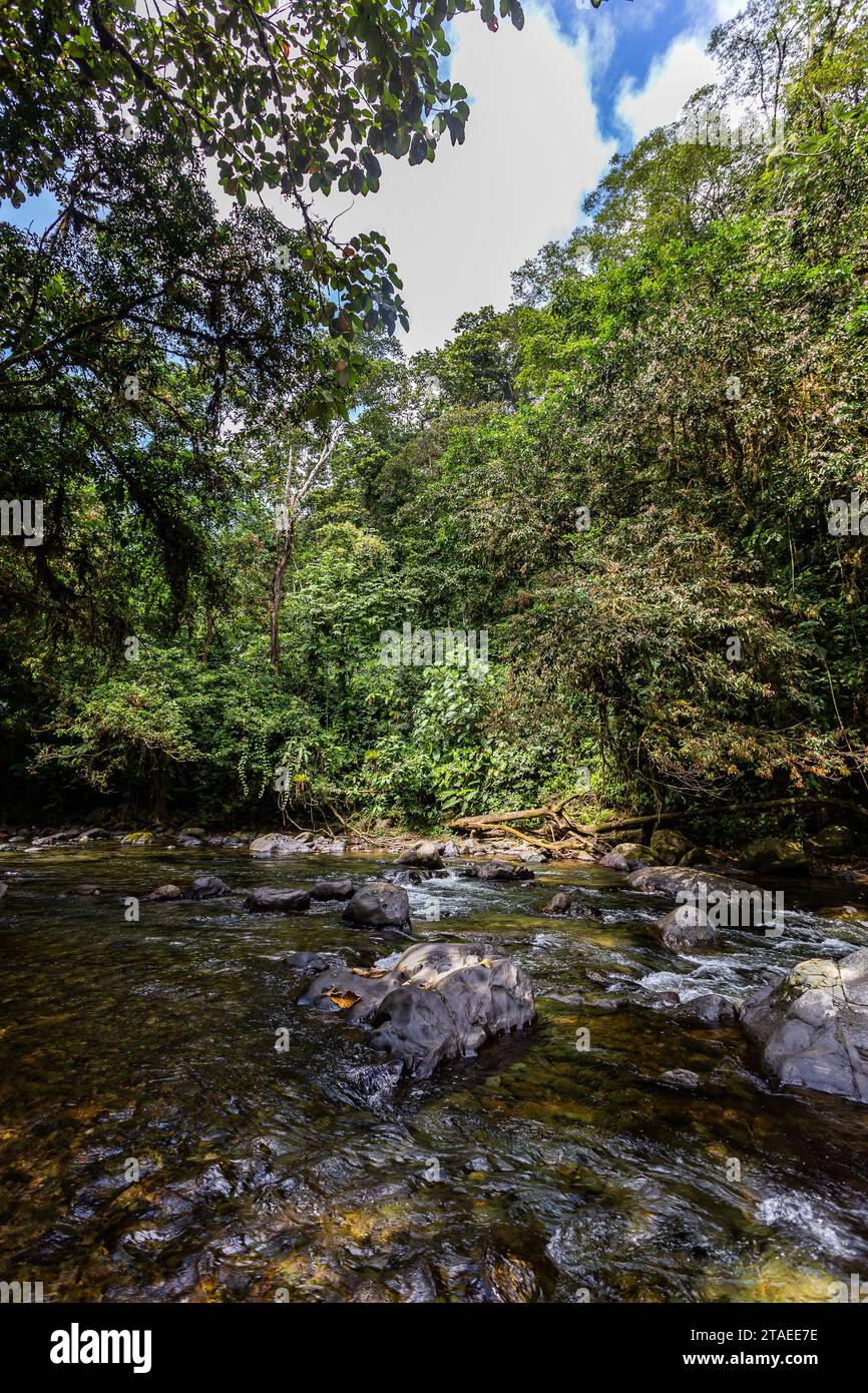 Andean choco river, a lot of green jungle, pure water and round rocks ...