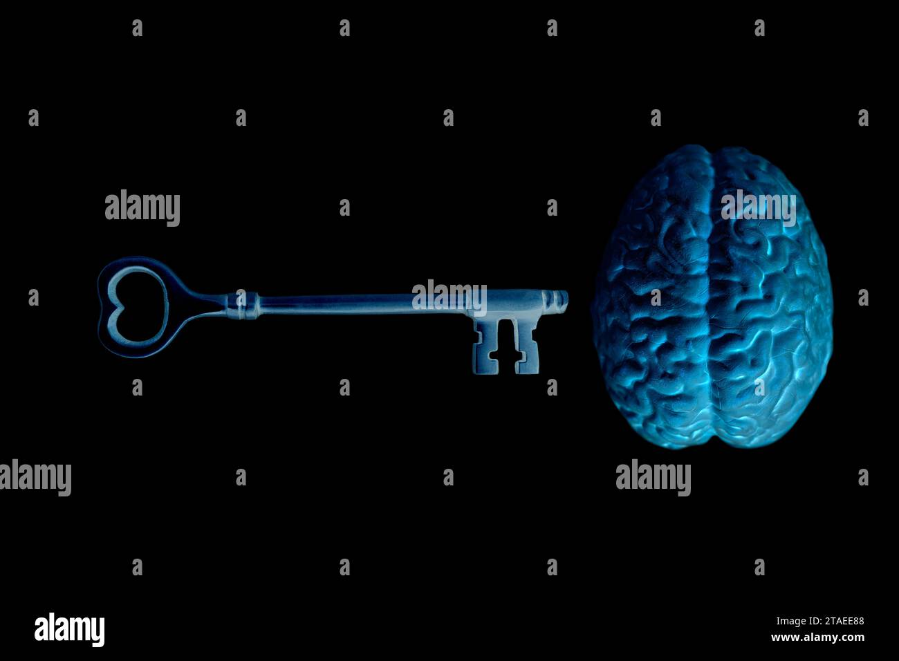 Human brain anatomical model with key Stock Photo - Alamy