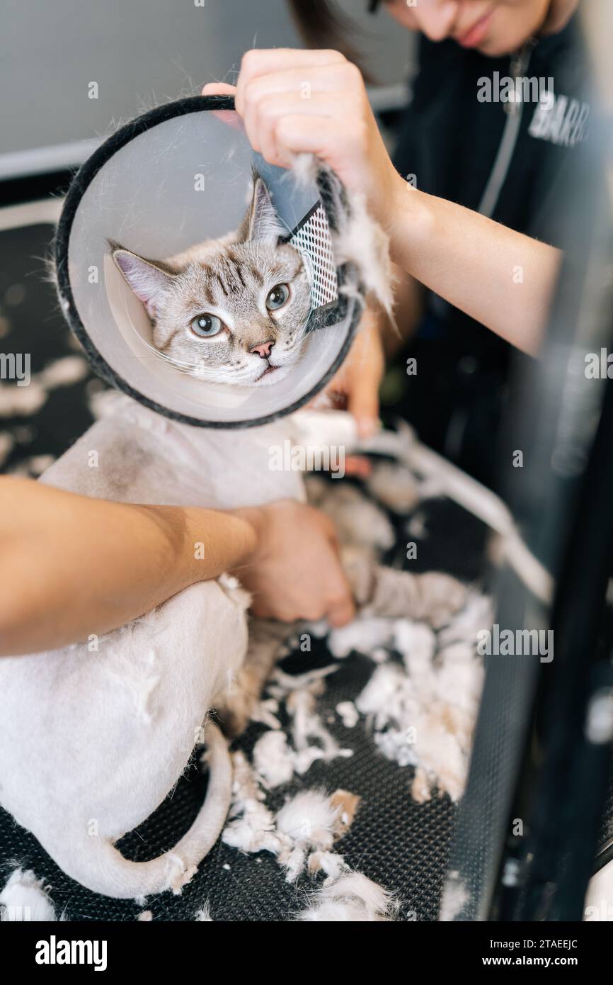 Vertical portrait of adorable domestic cat having shaving procedure in ...