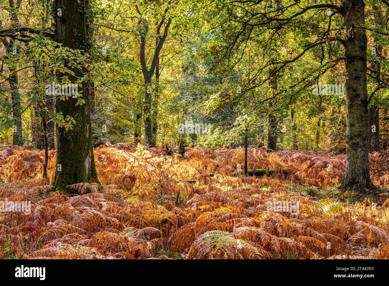 Autumn colours in the Royal Forest of Dean - Oak woodland near Parkend ...