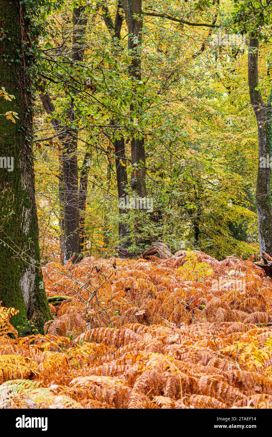 Autumn colours in the Royal Forest of Dean - Oak woodland near Parkend ...